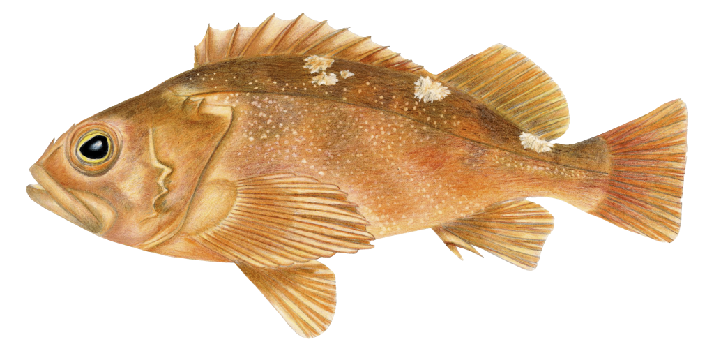 Cascajo o Cabrilla Común - Capital AzulCapital Azul